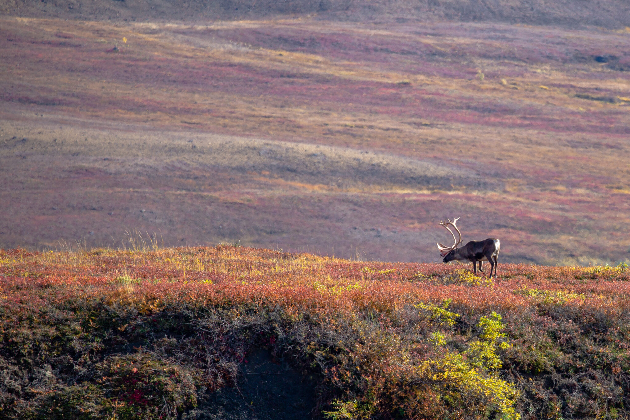 NOATAK | Maniilaq Association